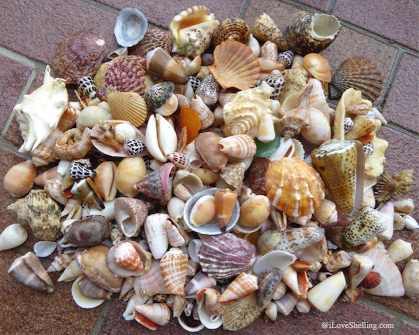 Our Exshellent Beach Combing Adventure in Okinawa Japan | I Love Shelling