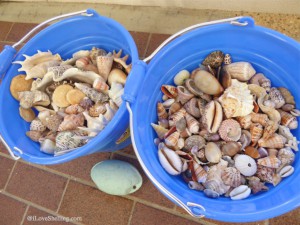 Indo Pacific Seashells Of Okinawa Japan | I Love Shelling