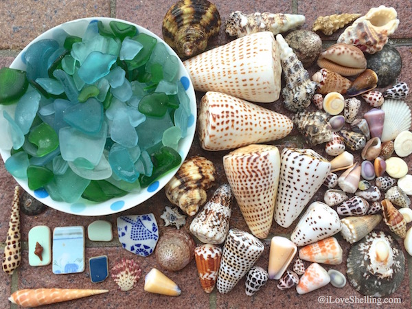 Our Exshellent Beach Combing Adventure in Okinawa Japan | I Love Shelling