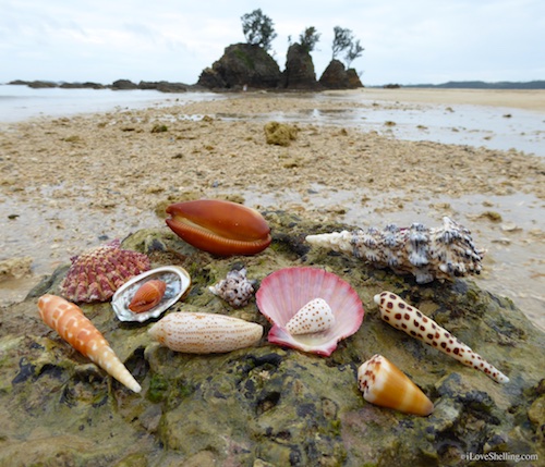 Gone Extreme Shelling- Across the World | I Love Shelling