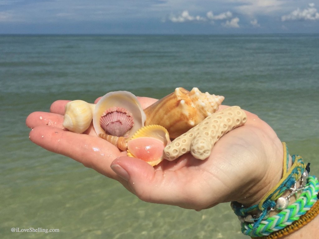 Shells found On Big Hickory Island, Florida | I Love Shelling