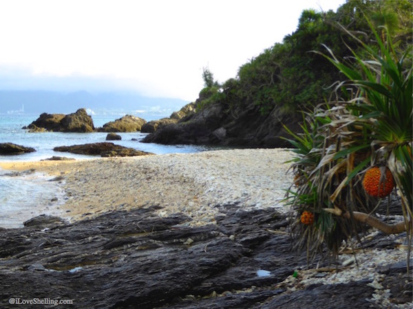 Our Exshellent Beach Combing Adventure in Okinawa Japan | I Love Shelling