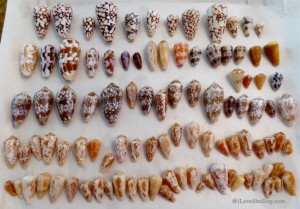 Indo Pacific Seashells Of Okinawa Japan | I Love Shelling