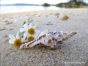Our Exshellent Beach Combing Adventure in Okinawa Japan | I Love Shelling