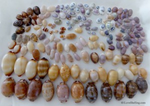 Indo Pacific Seashells Of Okinawa Japan | I Love Shelling
