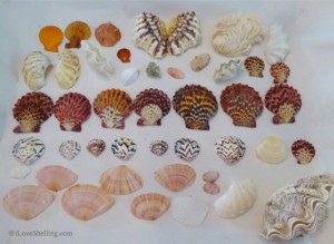 Indo Pacific Seashells Of Okinawa Japan | I Love Shelling