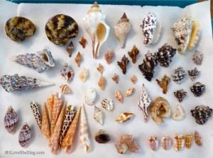 Indo Pacific Seashells Of Okinawa Japan | I Love Shelling