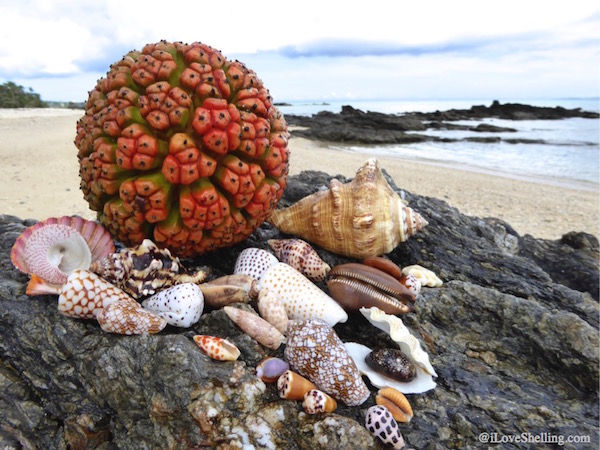 Our Exshellent Beach Combing Adventure in Okinawa Japan | I Love Shelling