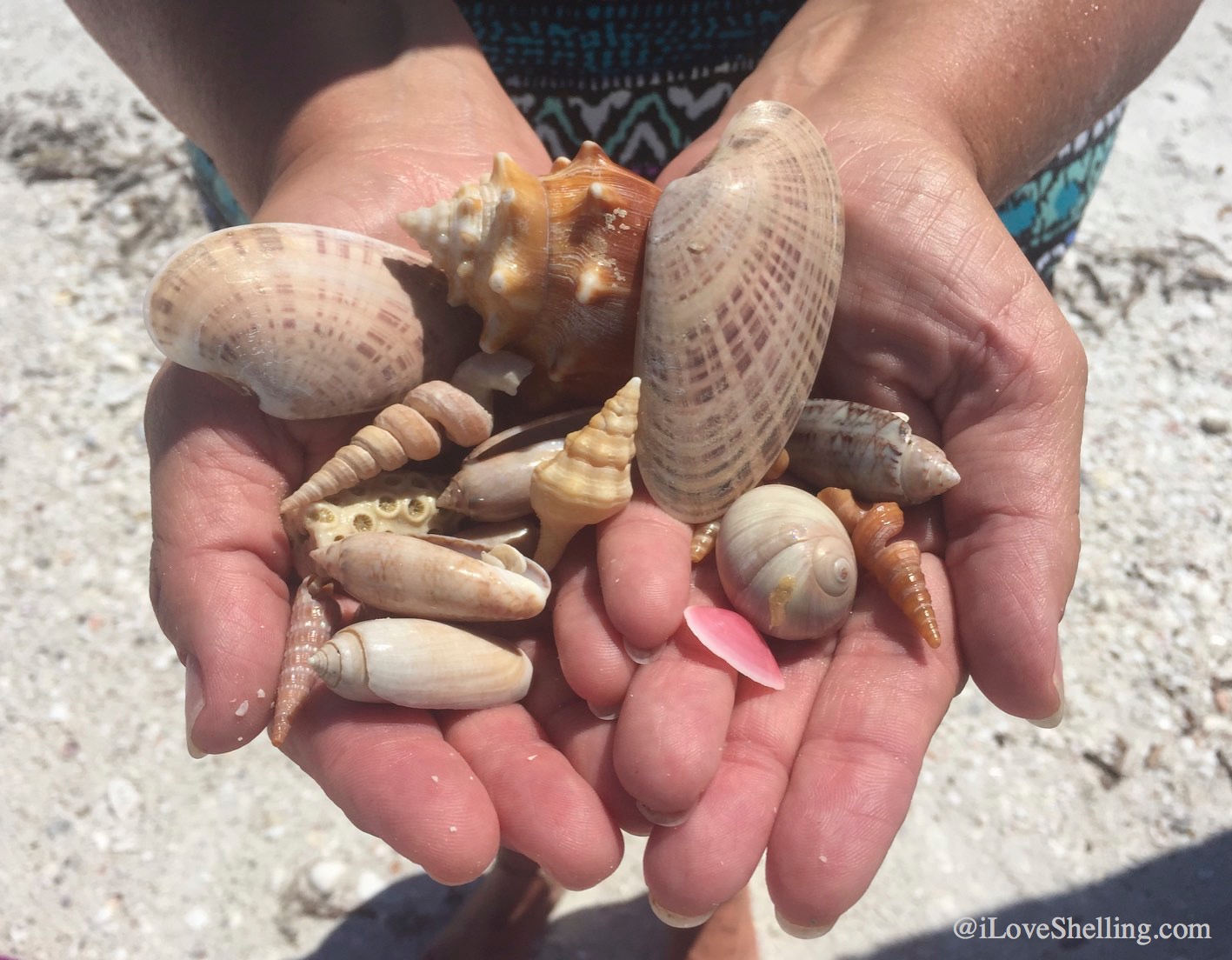Shells found On Big Hickory Island, Florida | I Love Shelling