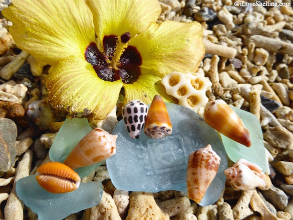 Our Exshellent Beach Combing Adventure in Okinawa Japan | I Love Shelling