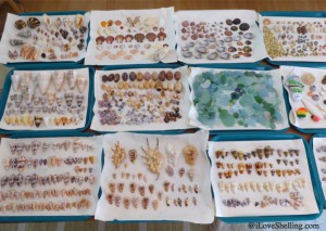 Indo Pacific Seashells Of Okinawa Japan | I Love Shelling