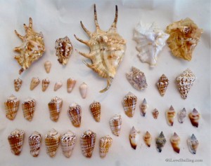 Indo Pacific Seashells Of Okinawa Japan | I Love Shelling