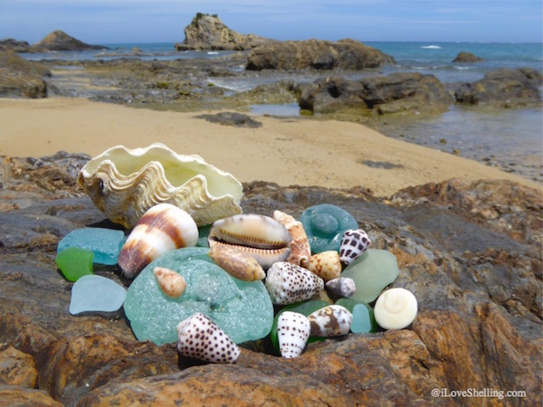 Our Exshellent Beach Combing Adventure in Okinawa Japan | i Love Shelling