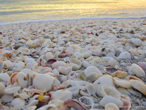 6 Most Common Shells On Sanibel Island, Florida | I Love Shelling