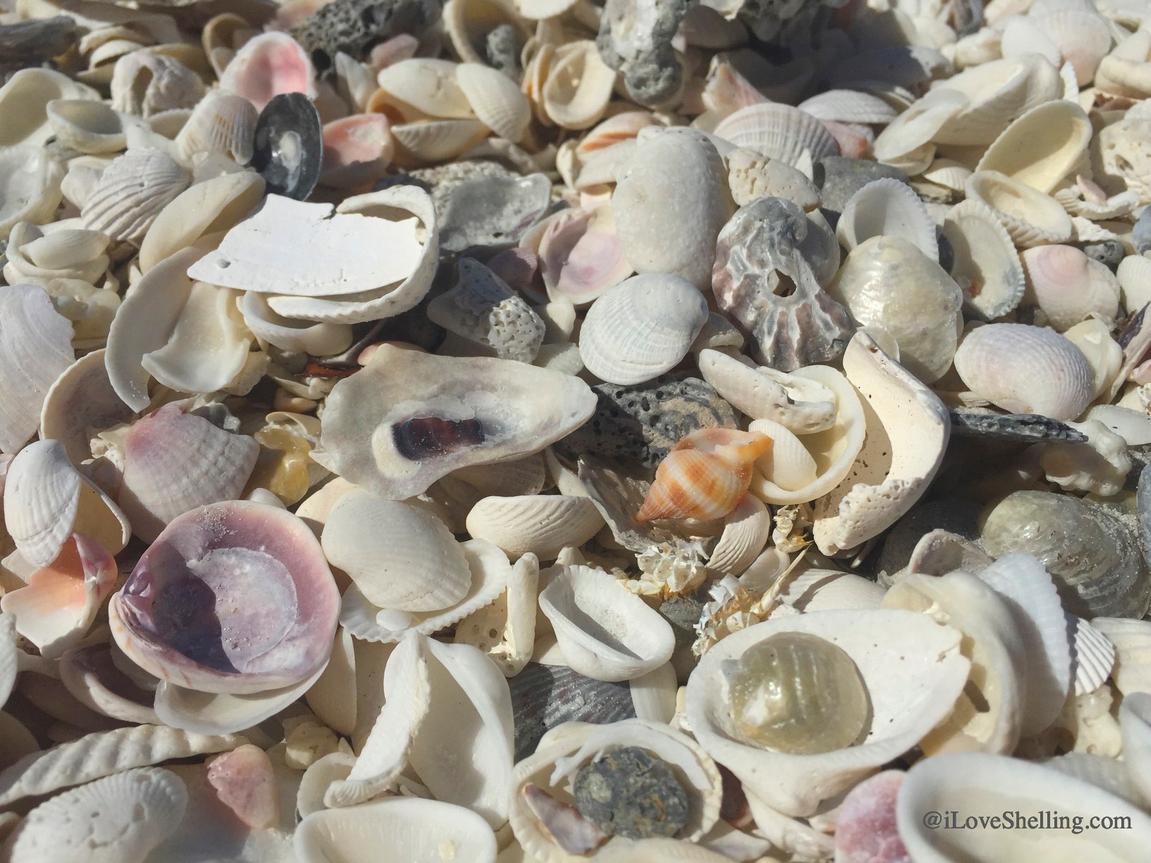 Shells found On Big Hickory Island, Florida | I Love Shelling