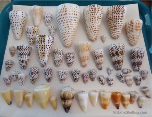 Indo Pacific Seashells Of Okinawa Japan | I Love Shelling