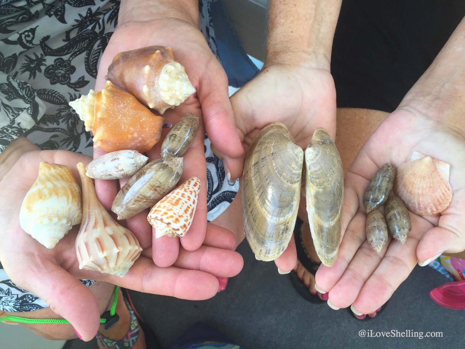 Shells found On Big Hickory Island, Florida | I Love Shelling