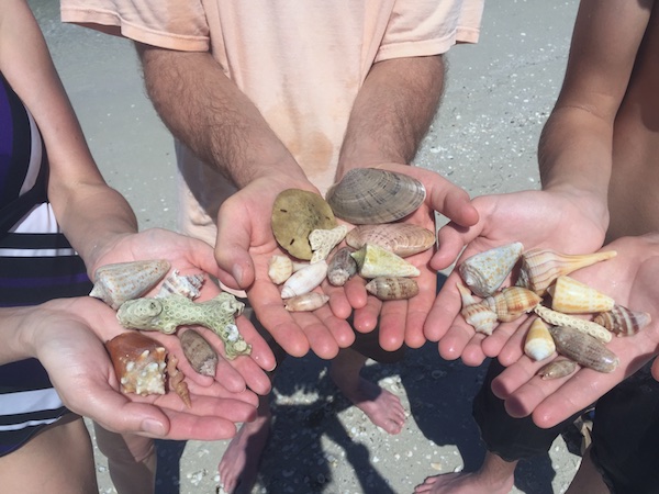 Shells found On Big Hickory Island, Florida | I Love Shelling