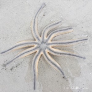 Wild Sanibel Continues | I Love Shelling