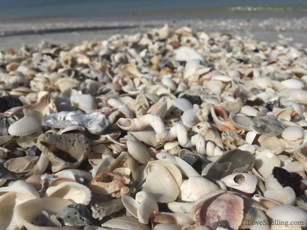 A beautiful Boat Ride To a Beautiful Day on the Beach | I Love Shelling