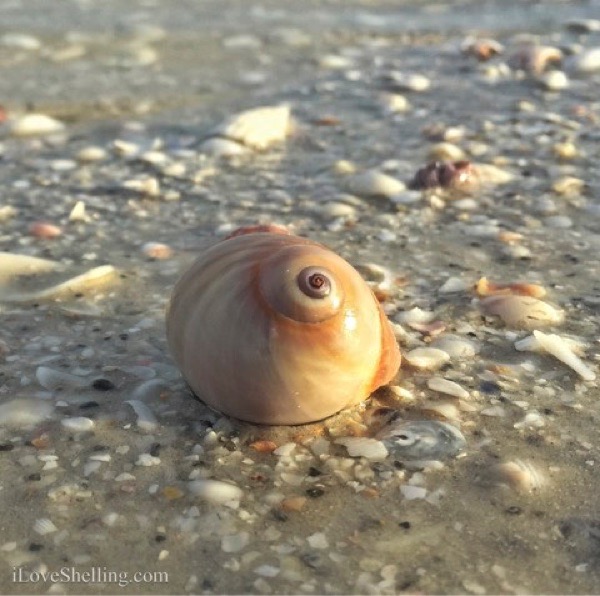 Summer Sunsets and Shells | I Love Shelling