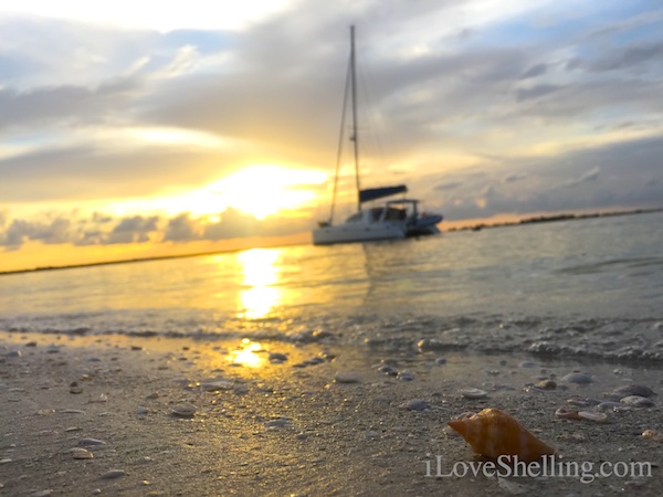 Sanibel catamaran at sunset with a shell | I Love Shelling
