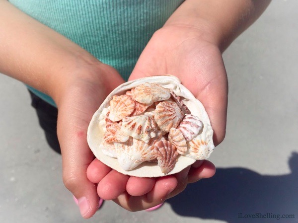 Week Of Shell Wonder | I Love Shelling