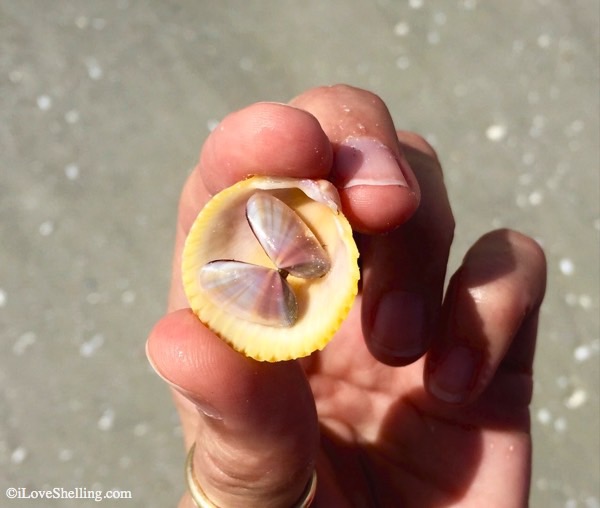 Wildlife Week On Sanibel | I Love Shelling