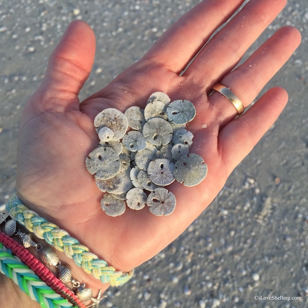 Sand Dimes By The Dozen | I Love Shelling