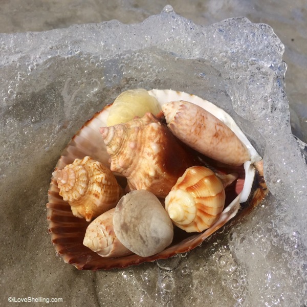 Oh My, Shells and Manatees at Cayo Costa | I Love Shelling