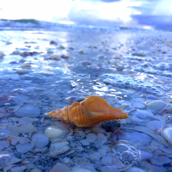 Paul Newman’s Shark Eye at Bowman’s Beach | I Love Shelling