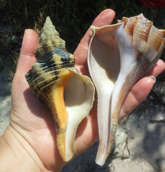 Tammy’s horse conch and whelk shells | I Love Shelling