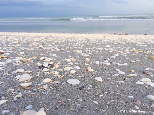 beach with shells and surf | I Love Shelling