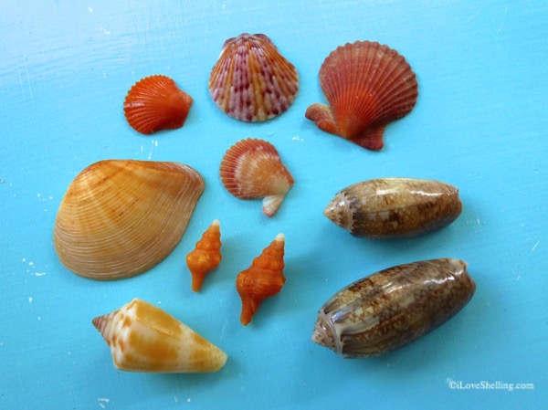 Sanibel Wildlife Tango For Mango Madness | I Love Shelling