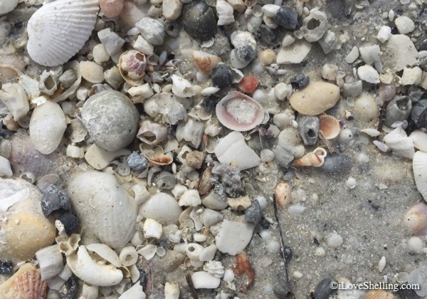 We Passed Lots-a-Shells at Pass-a-Grille Beach | I Love Shelling