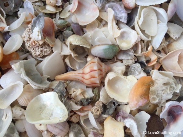 Wildlife and Beach Combing Boat Cruise | I Love Shelling