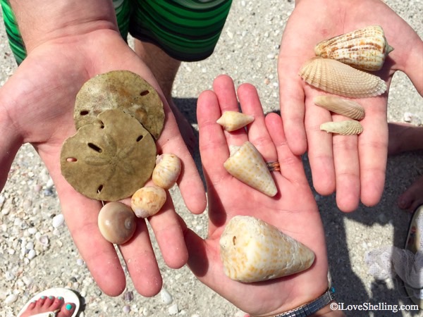 Wildlife and Beach Combing Boat Cruise | I Love Shelling