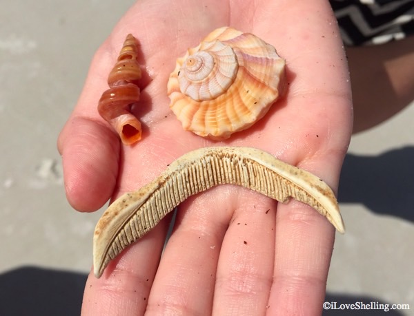Wildlife and Beach Combing Boat Cruise | I Love Shelling