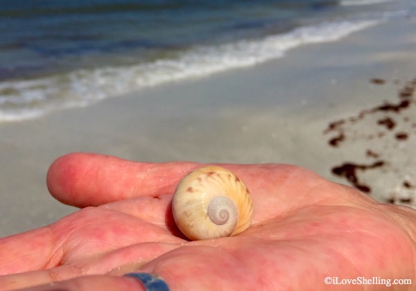Wildlife and Beach Combing Boat Cruise | I Love Shelling