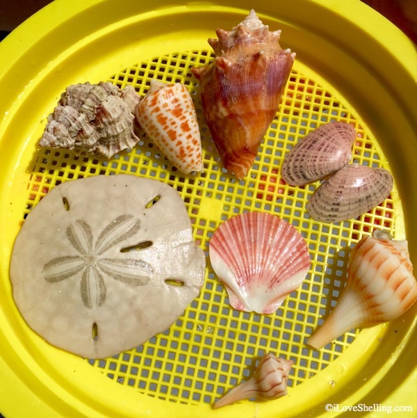 Wildlife and Beach Combing Boat Cruise | I Love Shelling