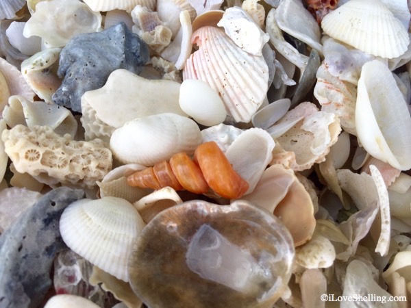 iLoveShelling shell trip with Pam Rambo2 | I Love Shelling