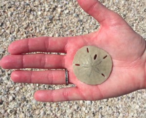 Wildlife and Beach Combing Boat Cruise | I Love Shelling