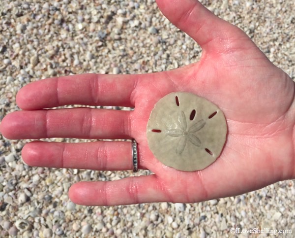 Wildlife and Beach Combing Boat Cruise | I Love Shelling