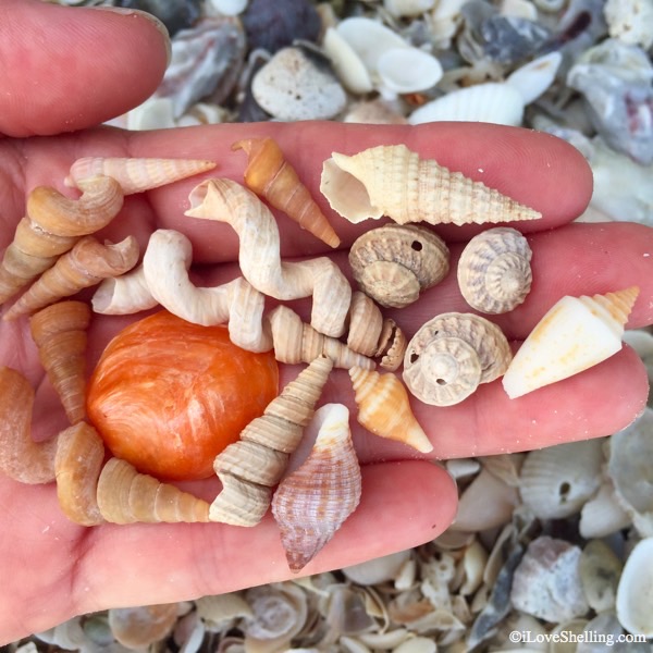 Wildlife and Beach Combing Boat Cruise | I Love Shelling