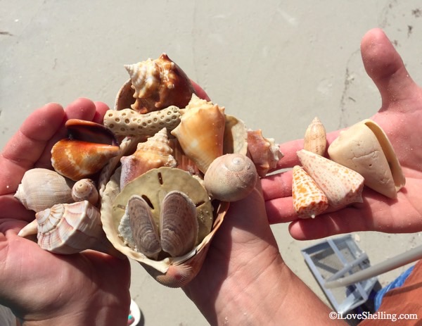 Wildlife and Beach Combing Boat Cruise | I Love Shelling