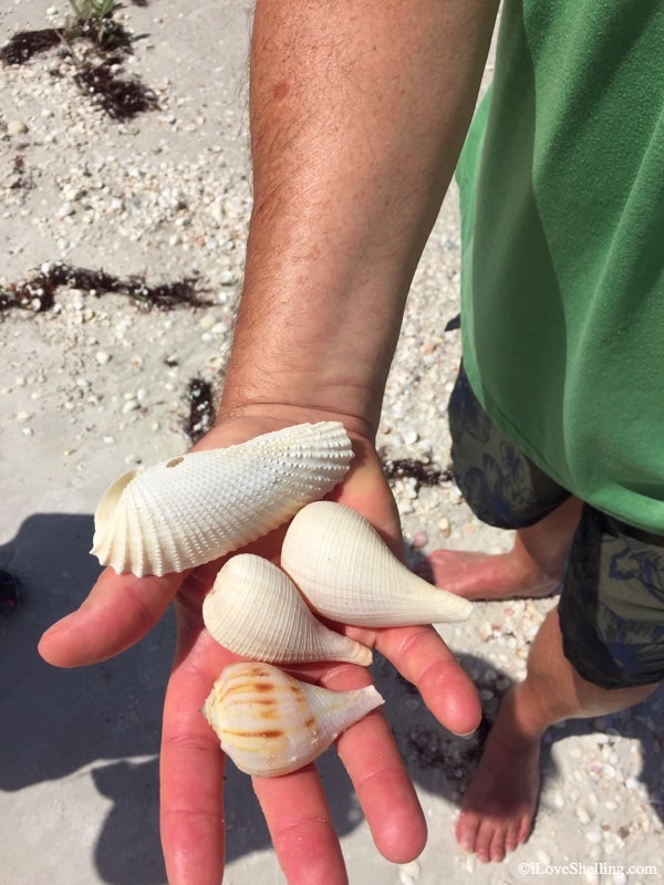 Wildlife and Beach Combing Boat Cruise | I Love Shelling
