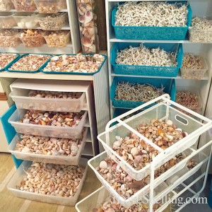 Seeking Shellter | I Love Shelling