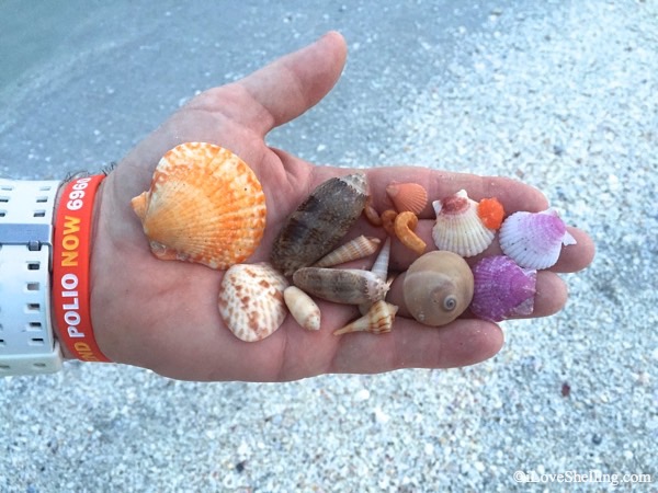 Craving The Beach | I Love Shelling