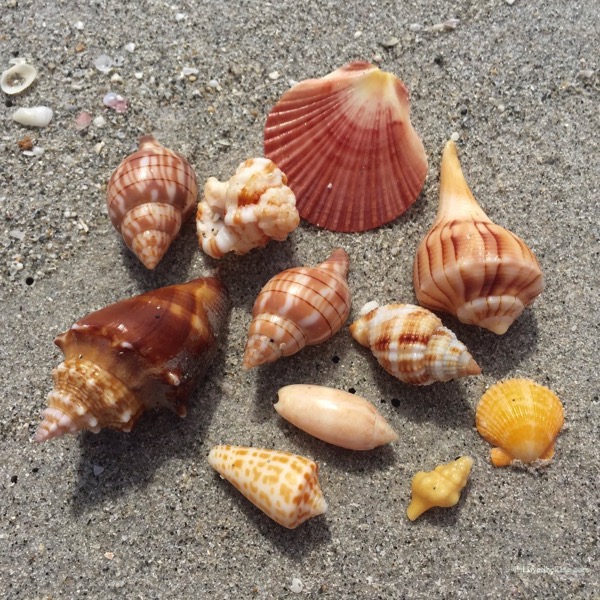 Pearls Of The Sea | I Love Shelling