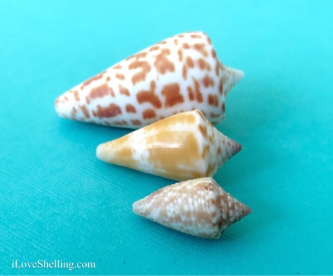 Different Cone Shells From Sanibel Florida | I Love Shelling